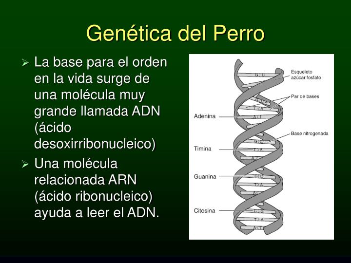 PPT - Genética del perro PowerPoint Presentation - ID:947185