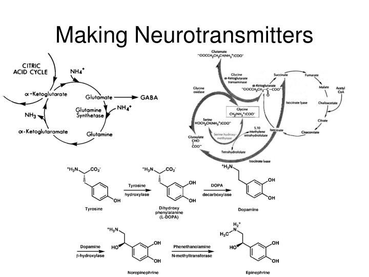PPT - Neurotransmitters and Receptors Overview PowerPoint Presentation ...