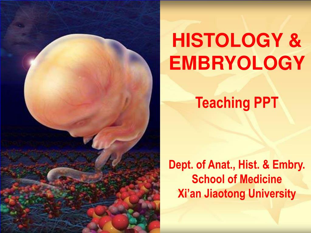 PPT - Human Embryology: Development of Face, Neck, and Limbs - A ...