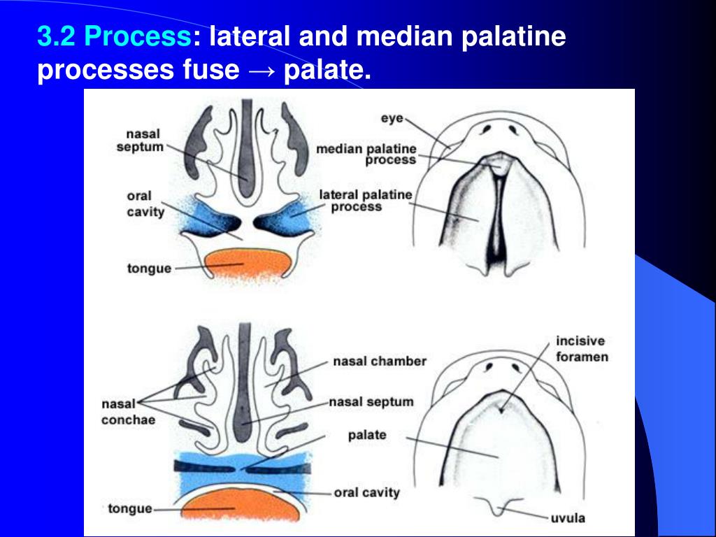 PPT - HISTOLOGY & EMBRYOLOGY Teaching PPT Dept. of Anat., Hist. & Embry ...