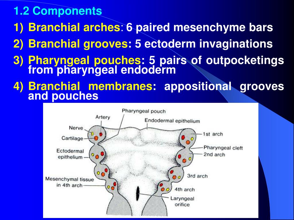 PPT - Human Embryology: Development of Face, Neck, and Limbs - A ...