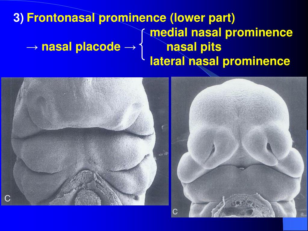 PPT - HISTOLOGY & EMBRYOLOGY Teaching PPT Dept. of Anat., Hist. & Embry ...