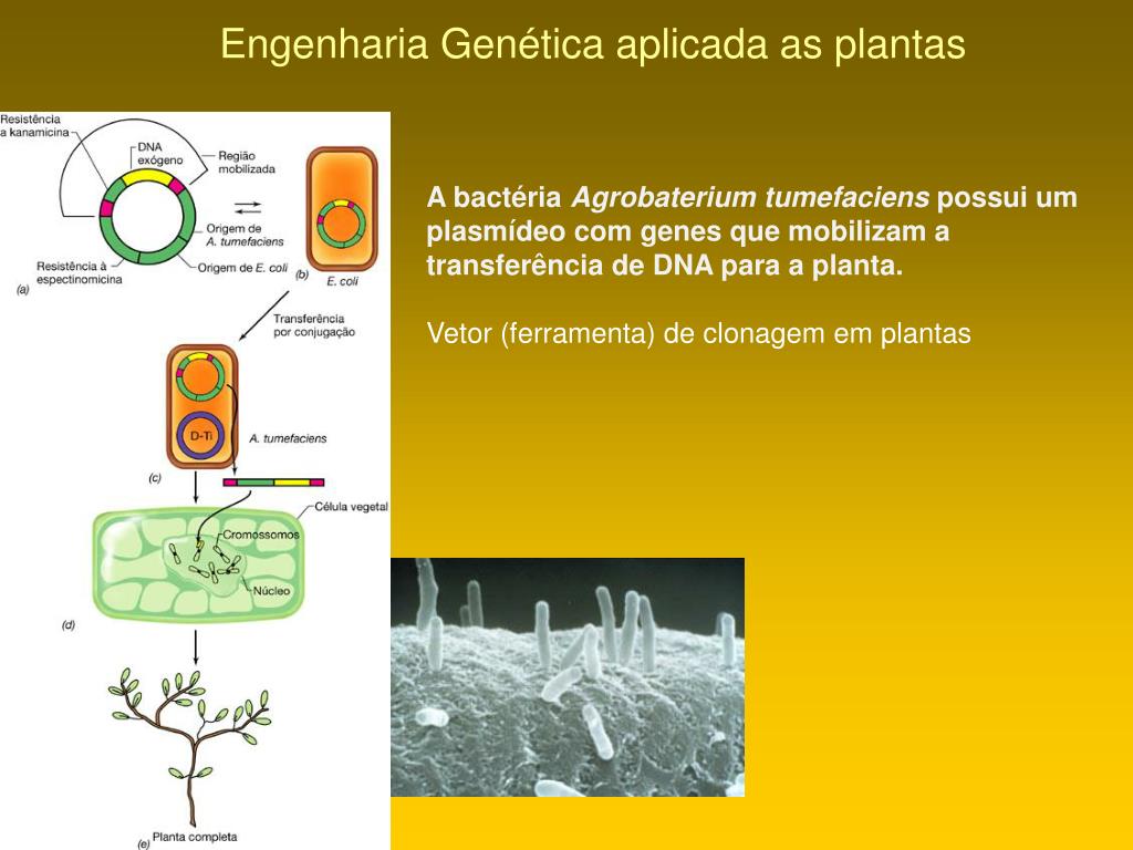 PPT - Biotecnologia A aplicação industrial da Microbiologia PowerPoint ...