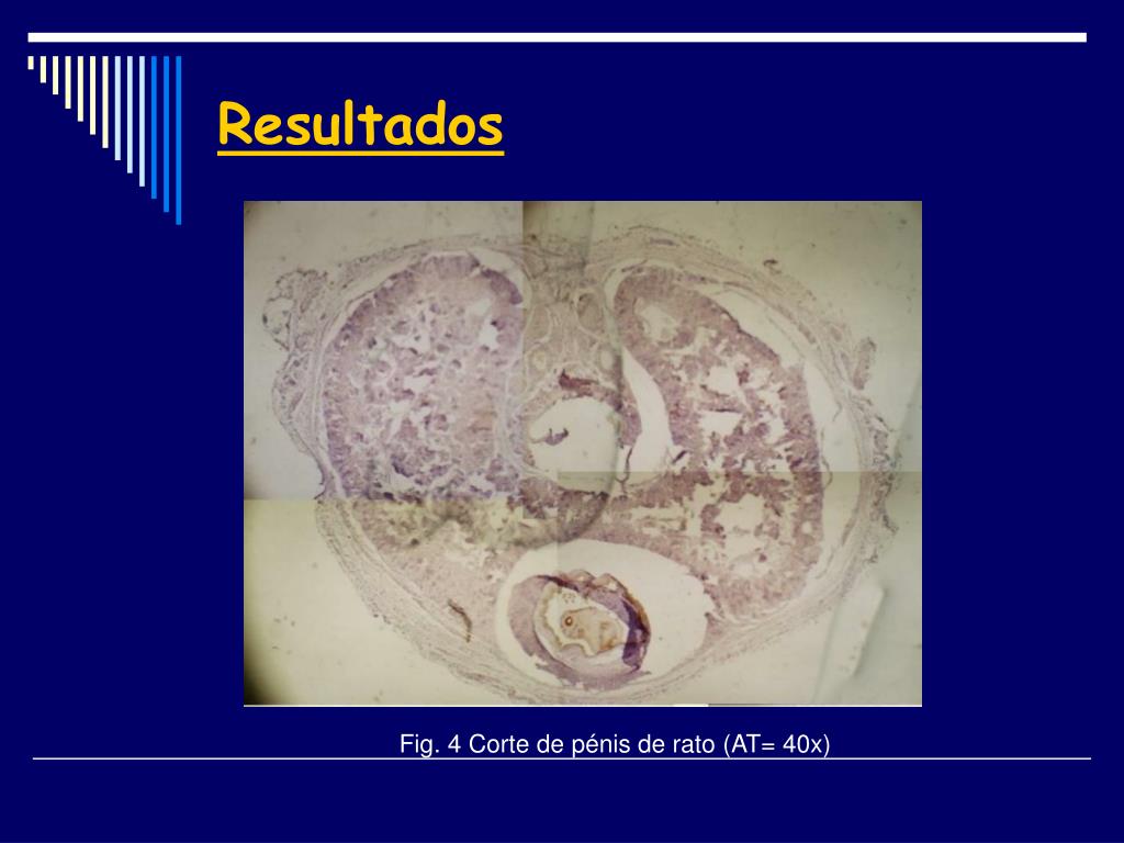 PPT - Detecção por imunocitoquímica de VEGF no pénis do rato PowerPoint ...
