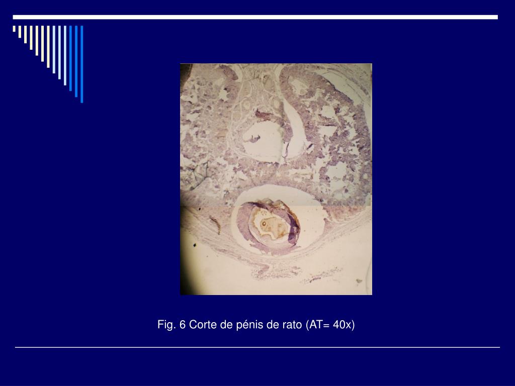 PPT - Detecção por imunocitoquímica de VEGF no pénis do rato PowerPoint ...