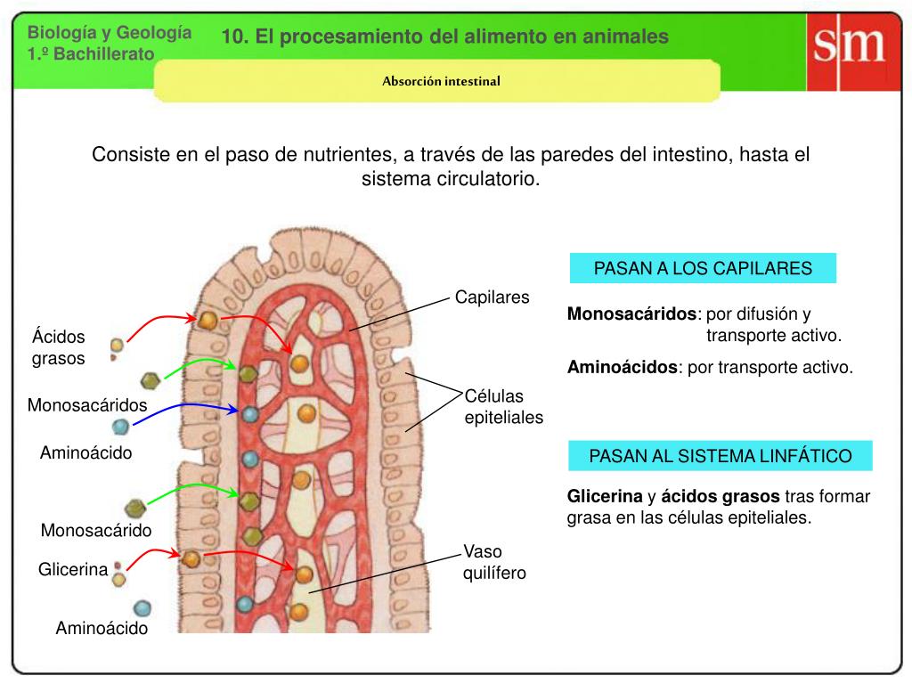 PPT - Biología y Geología 1.º Bachillerato PowerPoint Presentation ...