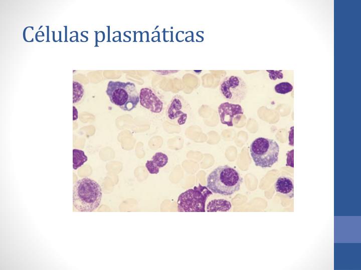 PPT - Médula Osea PowerPoint Presentation - ID:960333