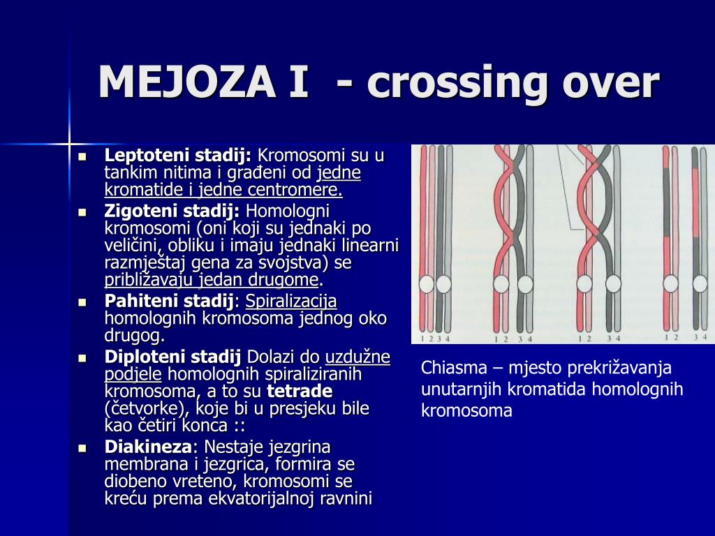 PPT - SEMINAR IZ ZOOLOGIJE I - DIOBE STANICA PowerPoint Presentation ...
