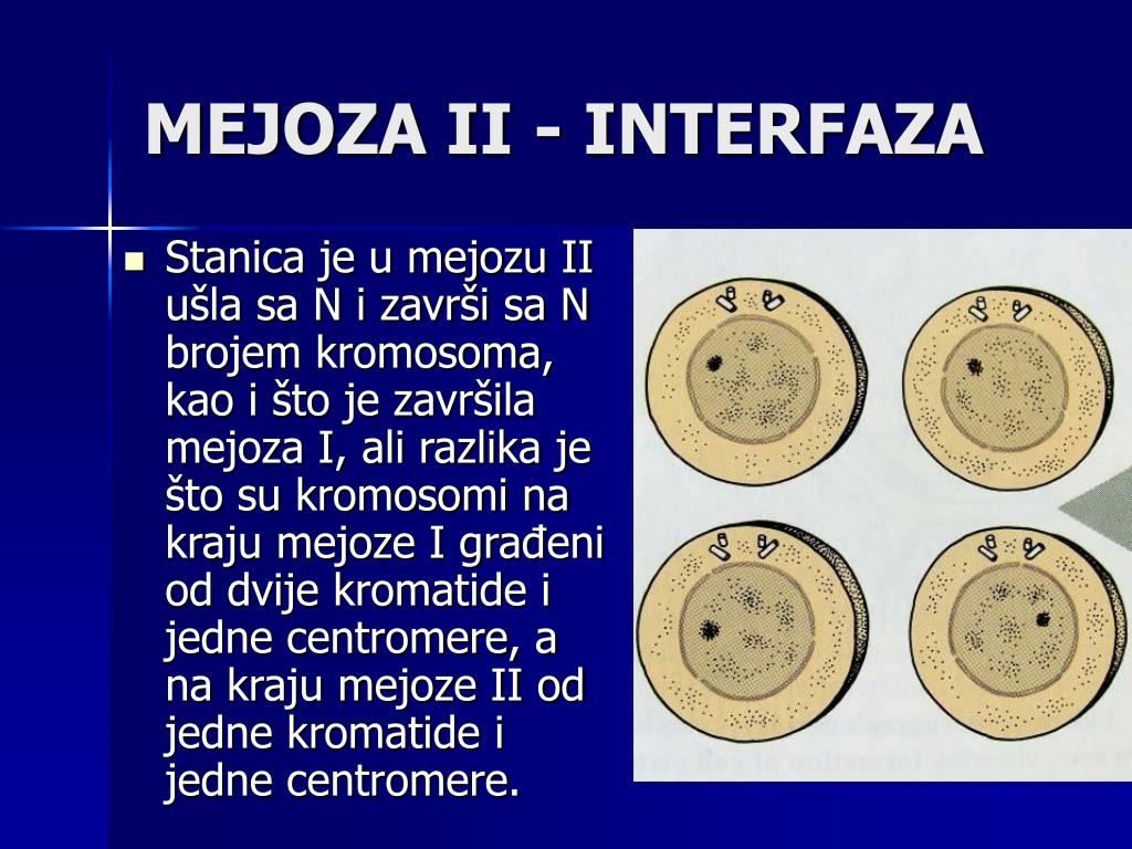 PPT - SEMINAR IZ ZOOLOGIJE I - DIOBE STANICA PowerPoint Presentation ...