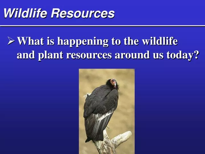 PPT - Wildlife Resources PowerPoint Presentation, free download - ID:960839