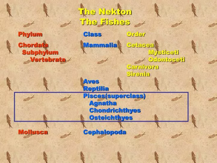 PPT - Phylum Class Order PowerPoint Presentation, free download - ID:961270