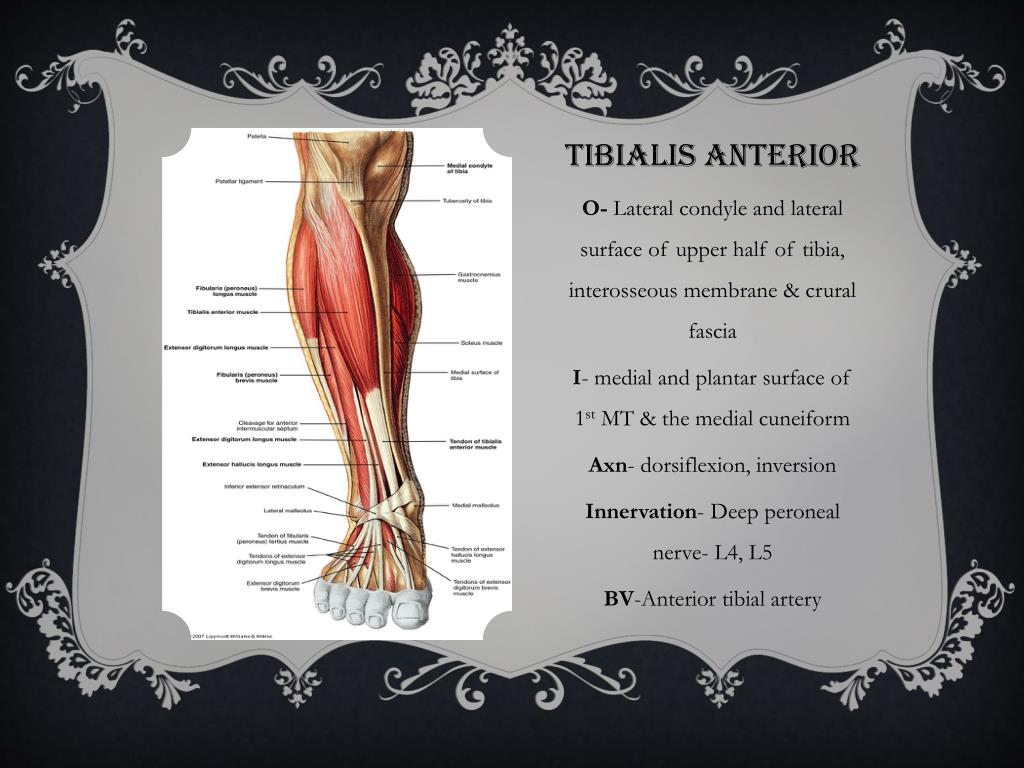 PPT - Muscles and other essential Anatomy of the anterior leg ...