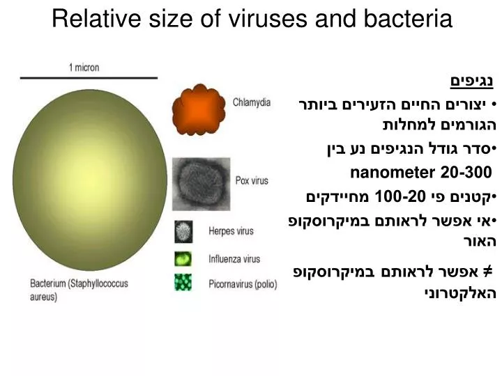 PPT - Relative size of viruses and bacteria PowerPoint Presentation ...