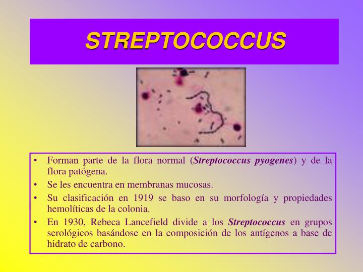 PPT - Patogénesis del Streptococcus PowerPoint Presentation - ID:962449