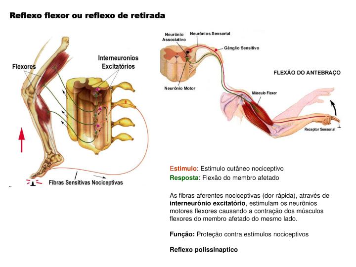PPT - Controle da Motricidade I MEDULA Arco reflexos medulares ...
