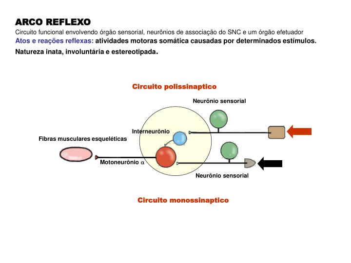 PPT - Controle da Motricidade I MEDULA Arco reflexos medulares ...