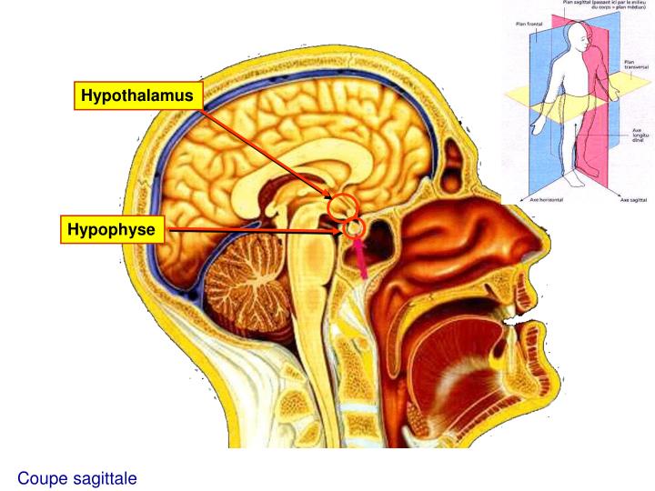 PPT - PATHOLOGIE DE L’HYPOPHYSE PowerPoint Presentation - ID:963945