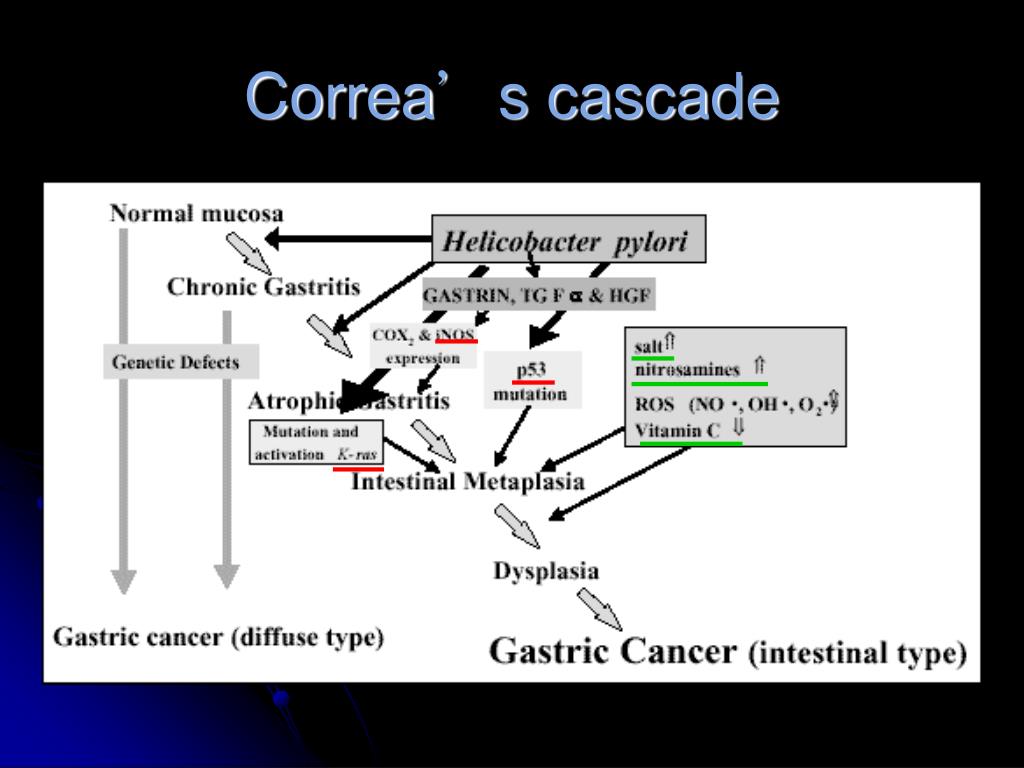 PPT - Noble Prize in Medicine 2005 The discovery of the bacterium ...
