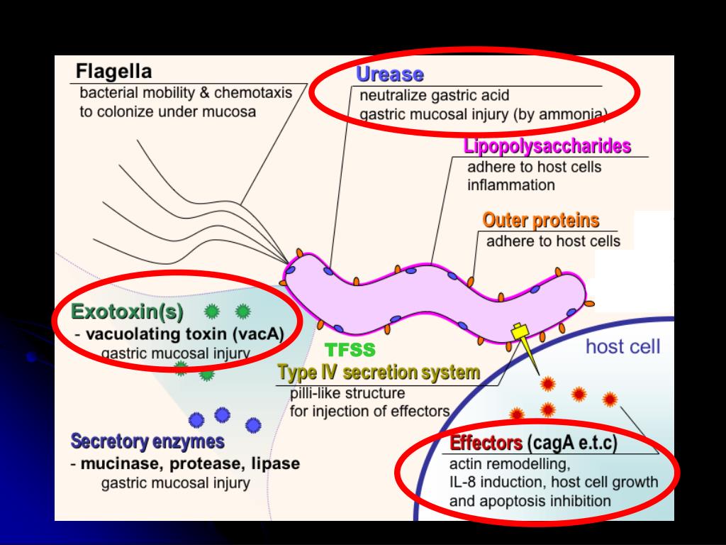 PPT - Noble Prize in Medicine 2005 The discovery of the bacterium ...