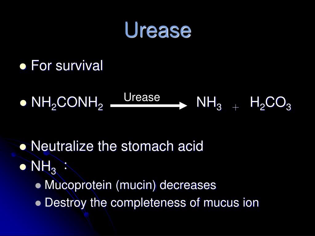 PPT - Noble Prize in Medicine 2005 The discovery of the bacterium ...