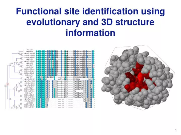 PPT - Functional site identification using evolutionary and 3D ...