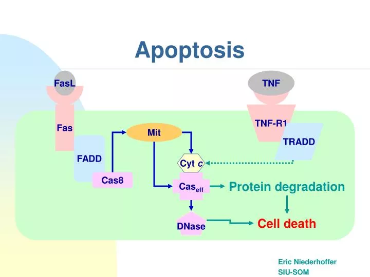 PPT - Apoptosis PowerPoint Presentation, free download - ID:965413