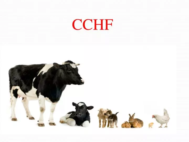 PPT - CCHF PowerPoint Presentation, free download - ID:965661