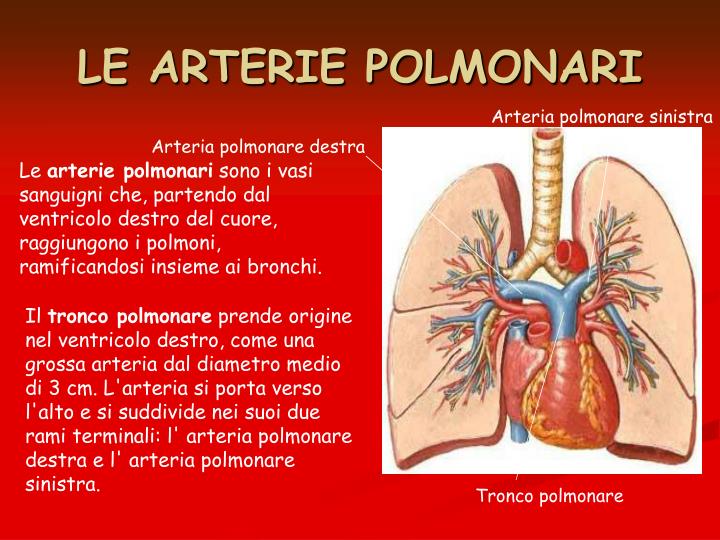 PPT - IL SISTEMA CIRCOLATORIO UMANO PowerPoint Presentation - ID:965953