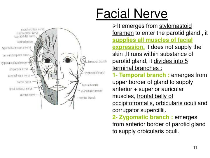 PPT - Skin innervation of the face PowerPoint Presentation - ID:966517