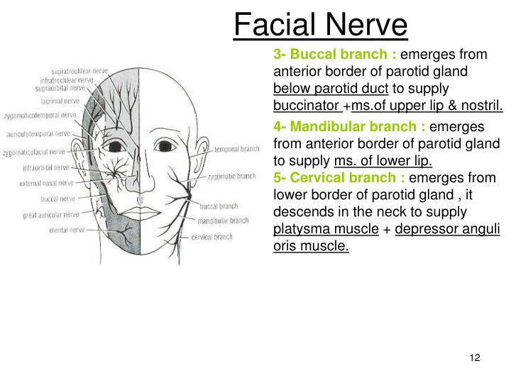 PPT - Skin innervation of the face PowerPoint Presentation - ID:966517