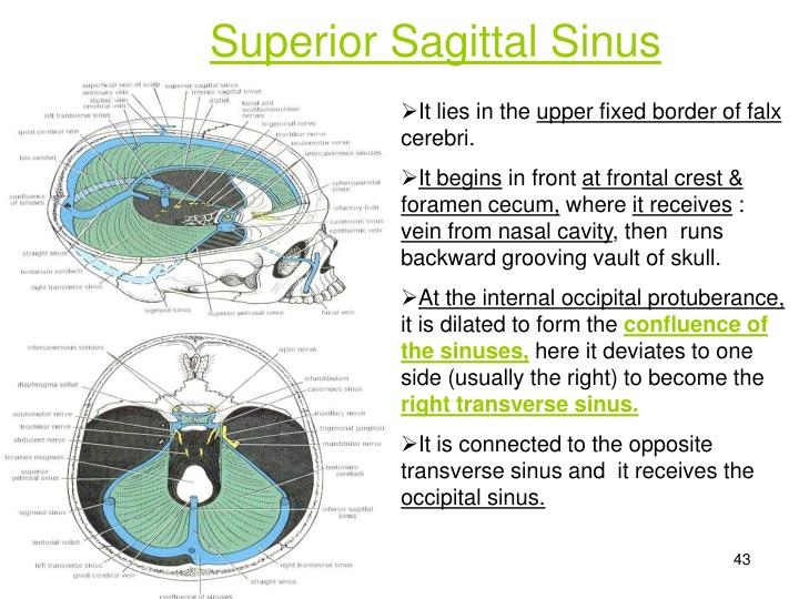 PPT - Skin innervation of the face PowerPoint Presentation - ID:966517