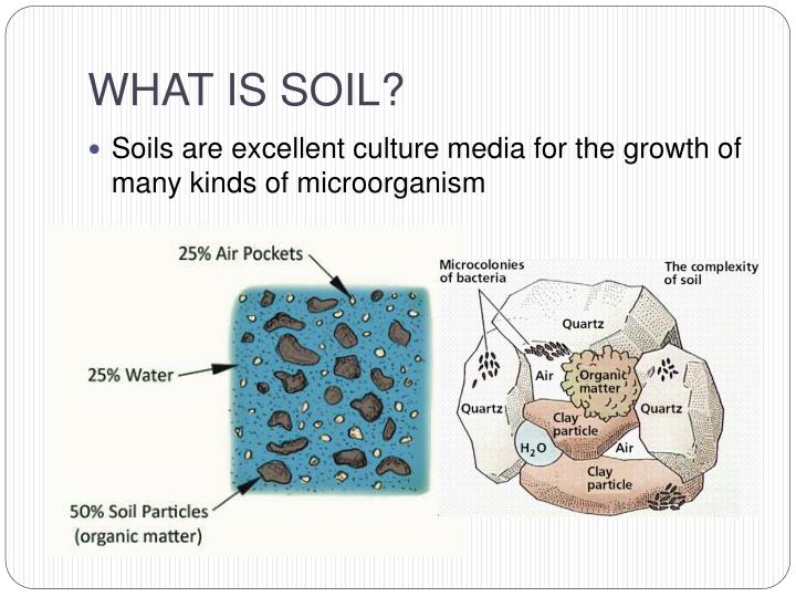 PPT - Soil Microbiology PowerPoint Presentation - ID:966927