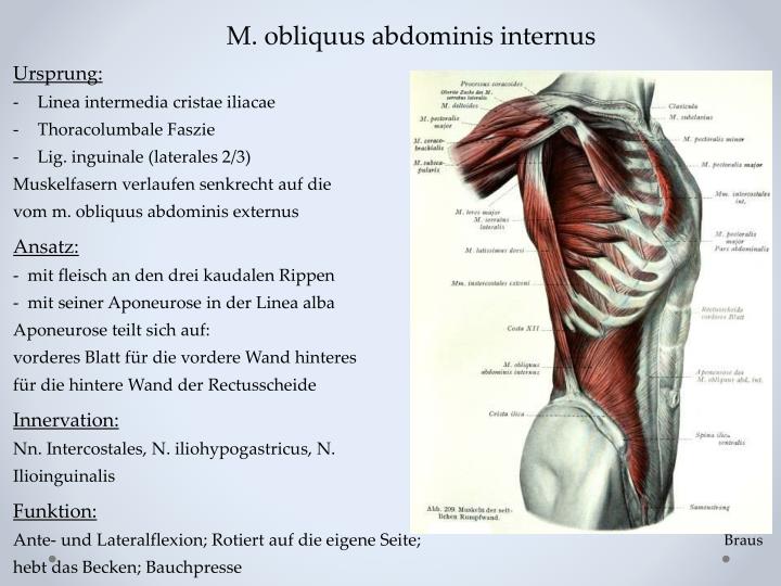 PPT - Struktur der Bauchwand - Muskeln und Faszien - PowerPoint ...