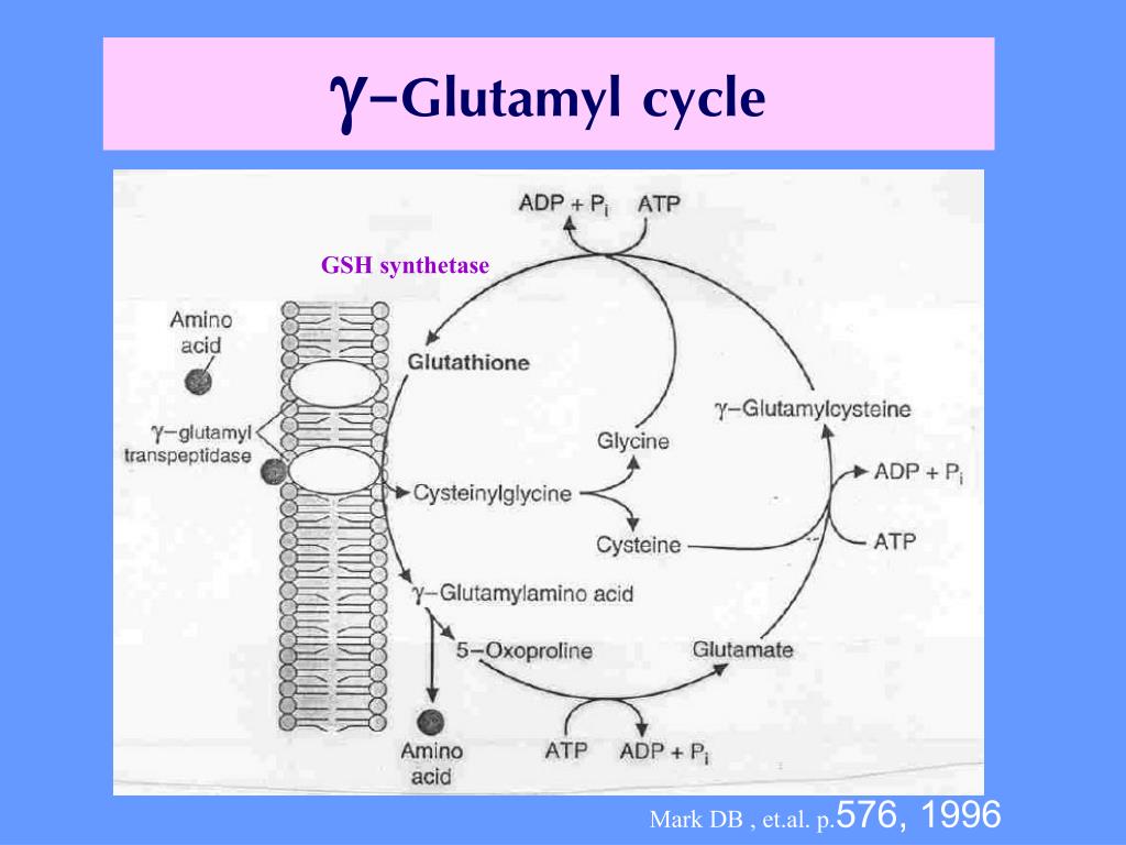 PPT - Protein and Amino Acid Metabolism PowerPoint Presentation, free ...