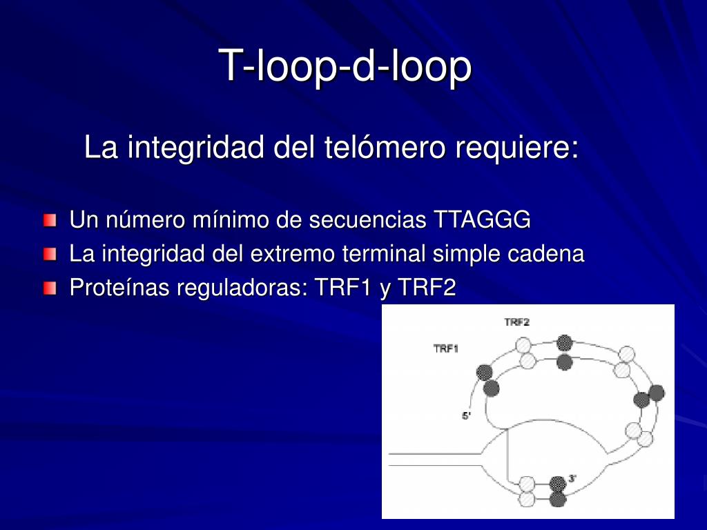 PPT - Desde tiempos remotos, se ha estudiado el envejecimiento y la ...