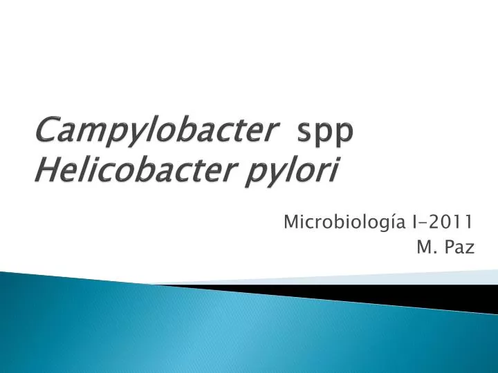 PPT - Campylobacter spp Helicobacter pylori PowerPoint Presentation ...