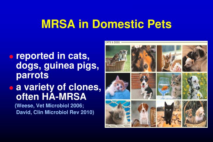 PPT - Gram-Positives: Focus on MRSA From Bench to Bedside PowerPoint ...
