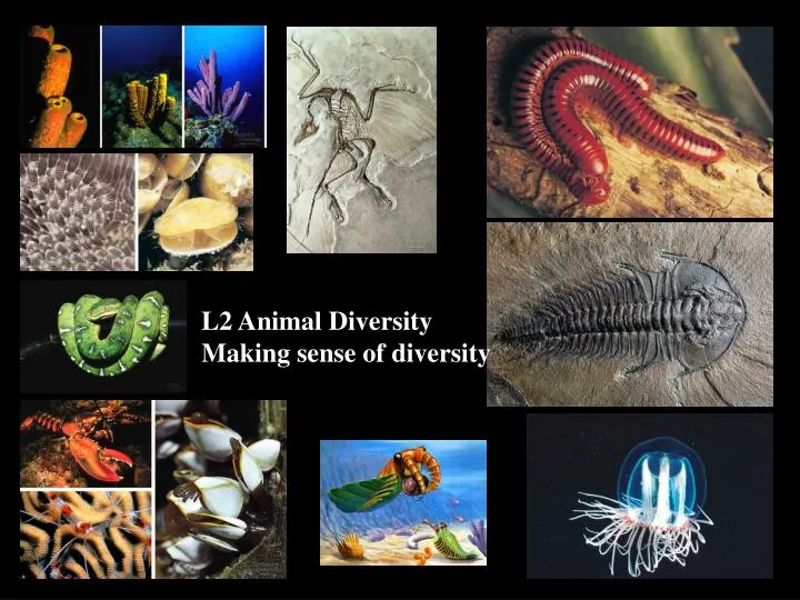 PPT - L2 Animal Diversity Making sense of diversity PowerPoint ...