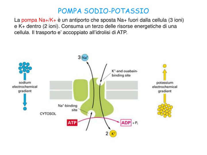 PPT - COMUNICAZIONE TRA CELLULA ED AMBIENTE TRASPORTO ATTRAVERSO LA ...