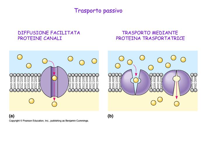 PPT - COMUNICAZIONE TRA CELLULA ED AMBIENTE TRASPORTO ATTRAVERSO LA ...