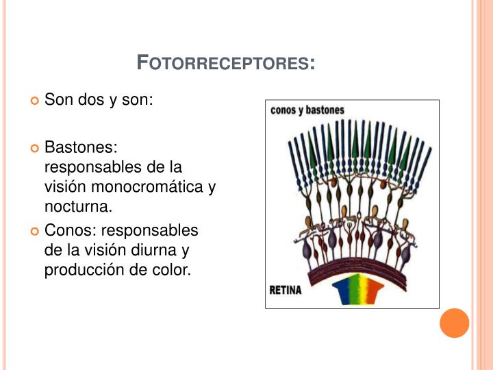 PPT - EL SENTIDO DE LA VISTA PowerPoint Presentation - ID:969631