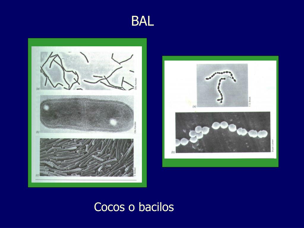PPT - BACTERIAS ACIDO LACTICAS Y FERMENTACION MALOLACTICA PowerPoint ...