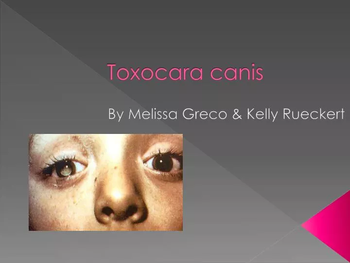 PPT - Toxocara canis PowerPoint Presentation, free download - ID:970229