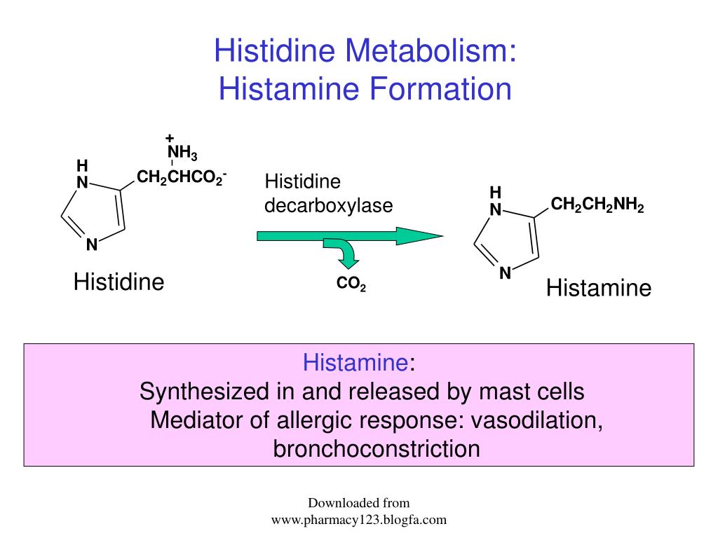 PPT - AMINO ACID METABOLISM PowerPoint Presentation, free download - ID ...