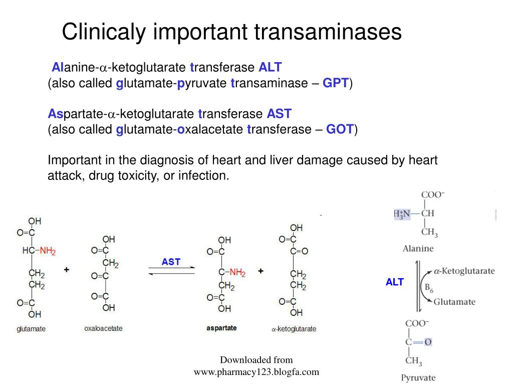 PPT - AMINO ACID METABOLISM PowerPoint Presentation, free download - ID ...