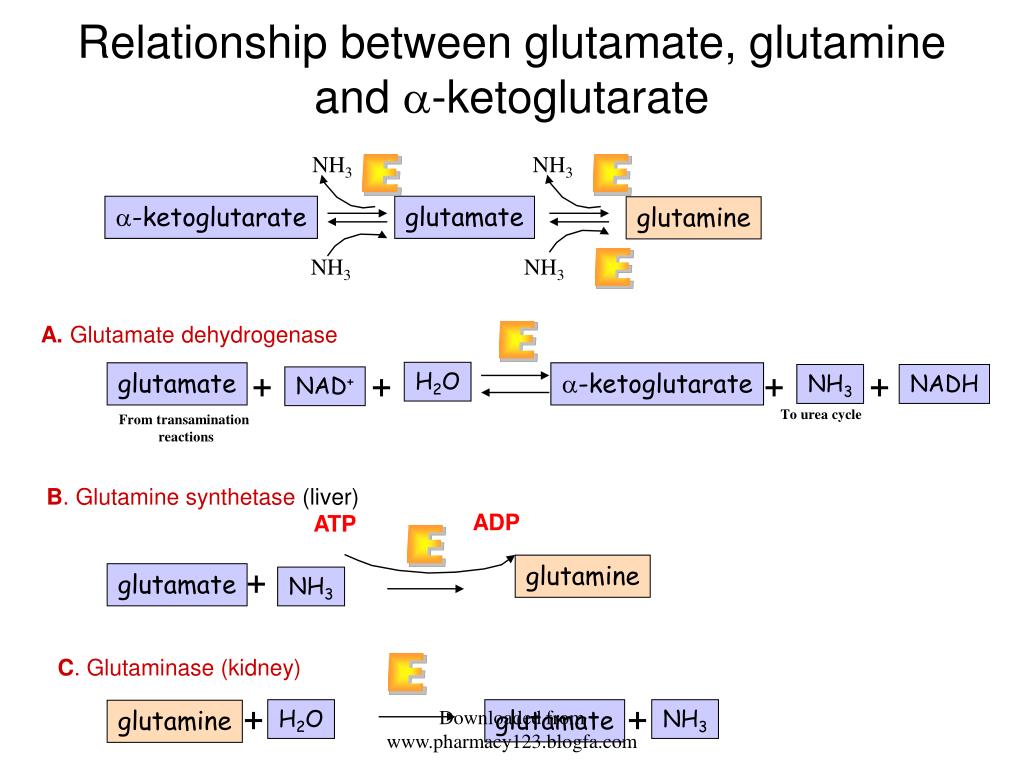 PPT - AMINO ACID METABOLISM PowerPoint Presentation, free download - ID ...
