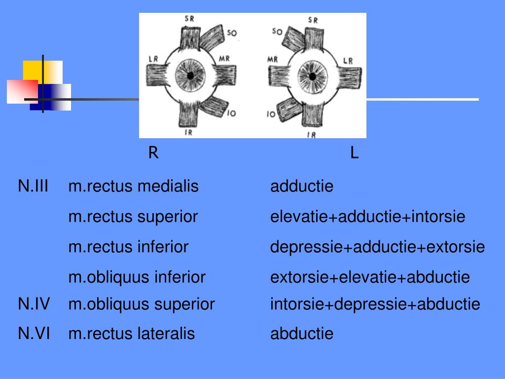 PPT - Een stoornis in geconjugeerde horizontale oogbewegingen ...