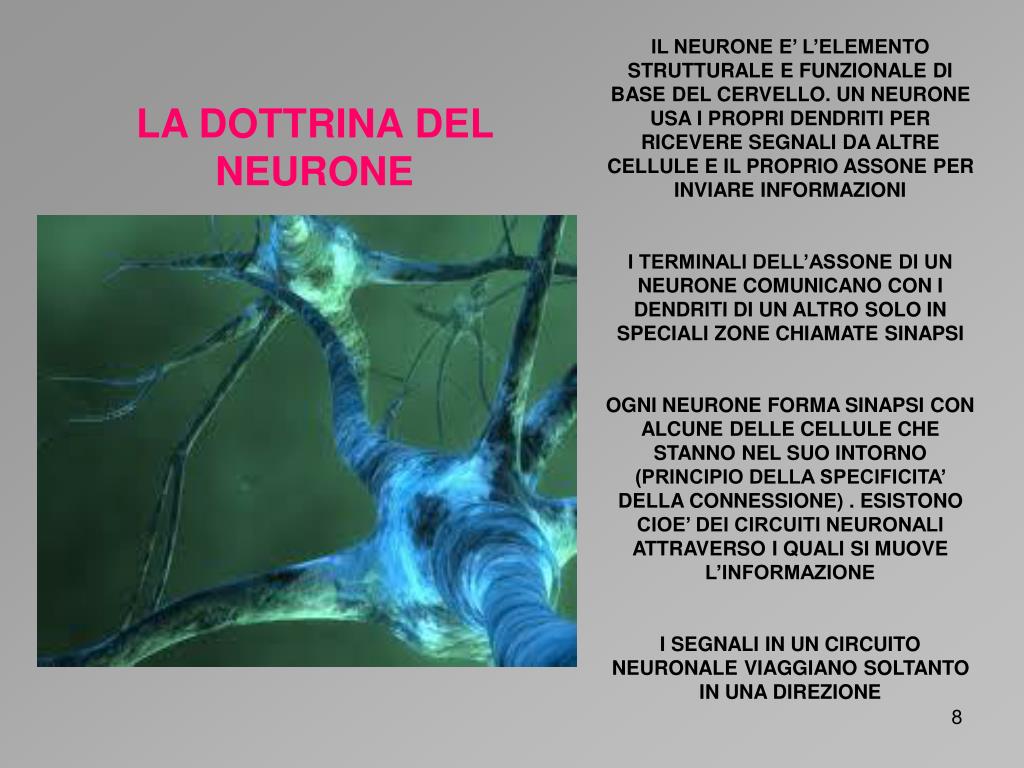PPT - LA BIOLOGIA DELLA CELLULA NERVOSA PowerPoint Presentation, free ...