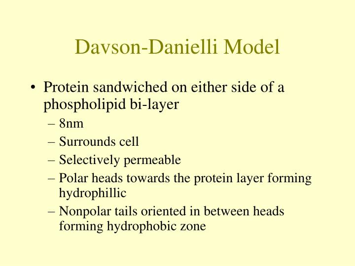 PPT - Chapter 8 Membrane Structure and Function PowerPoint Presentation ...