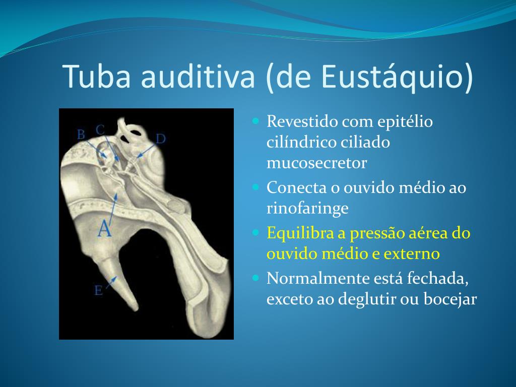 PPT - OTORRINOLARINGOLOGIA ouvidos – nariz - garganta PowerPoint ...